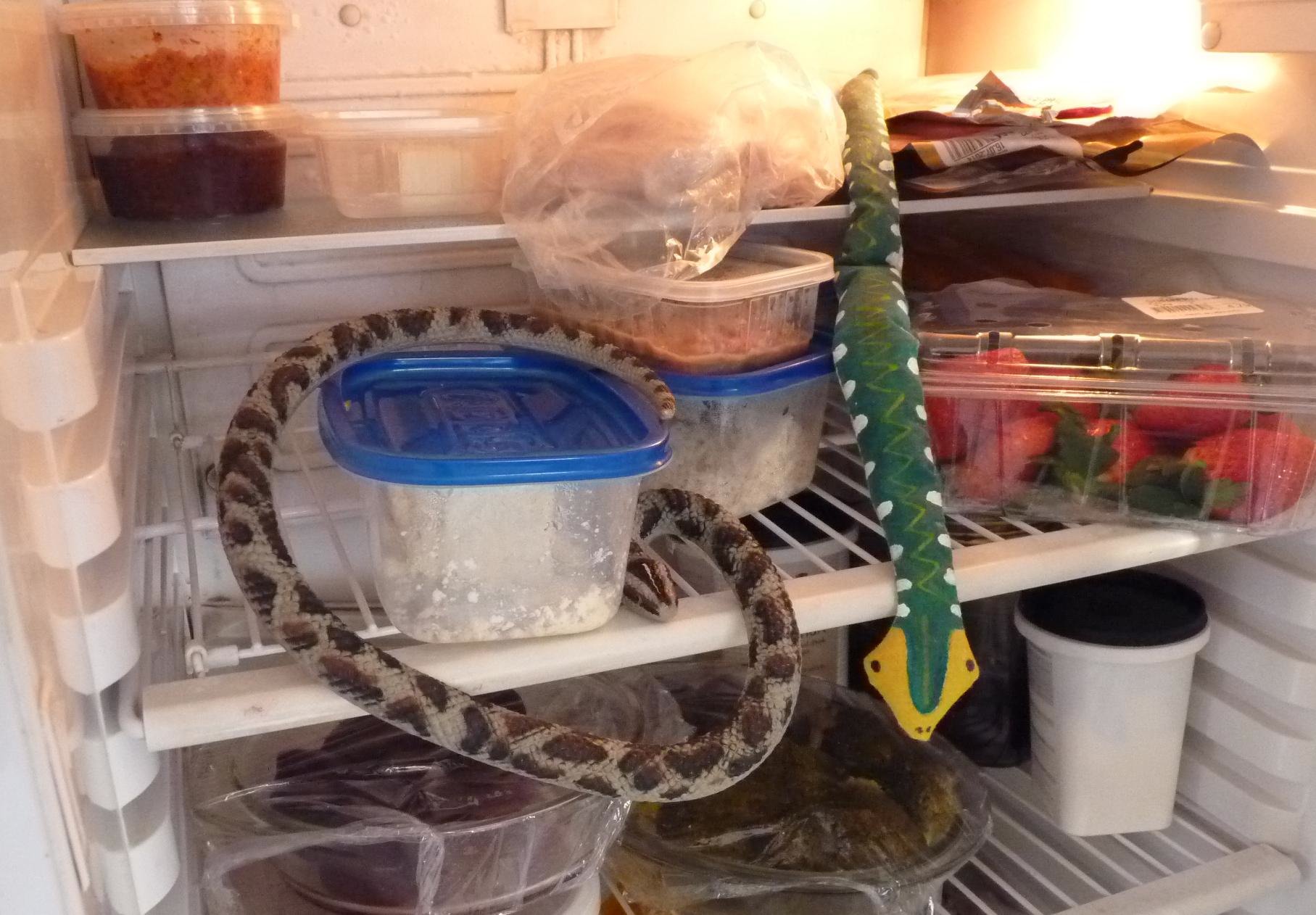 The “cold snake” enigma solved | A Bushsnob out of Africa