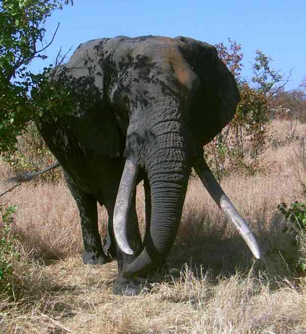 Unraveling the tusker mystery | A Bushsnob out of Africa