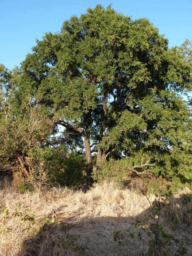 An unlikely find at Kruger National Park | A Bushsnob out of Africa