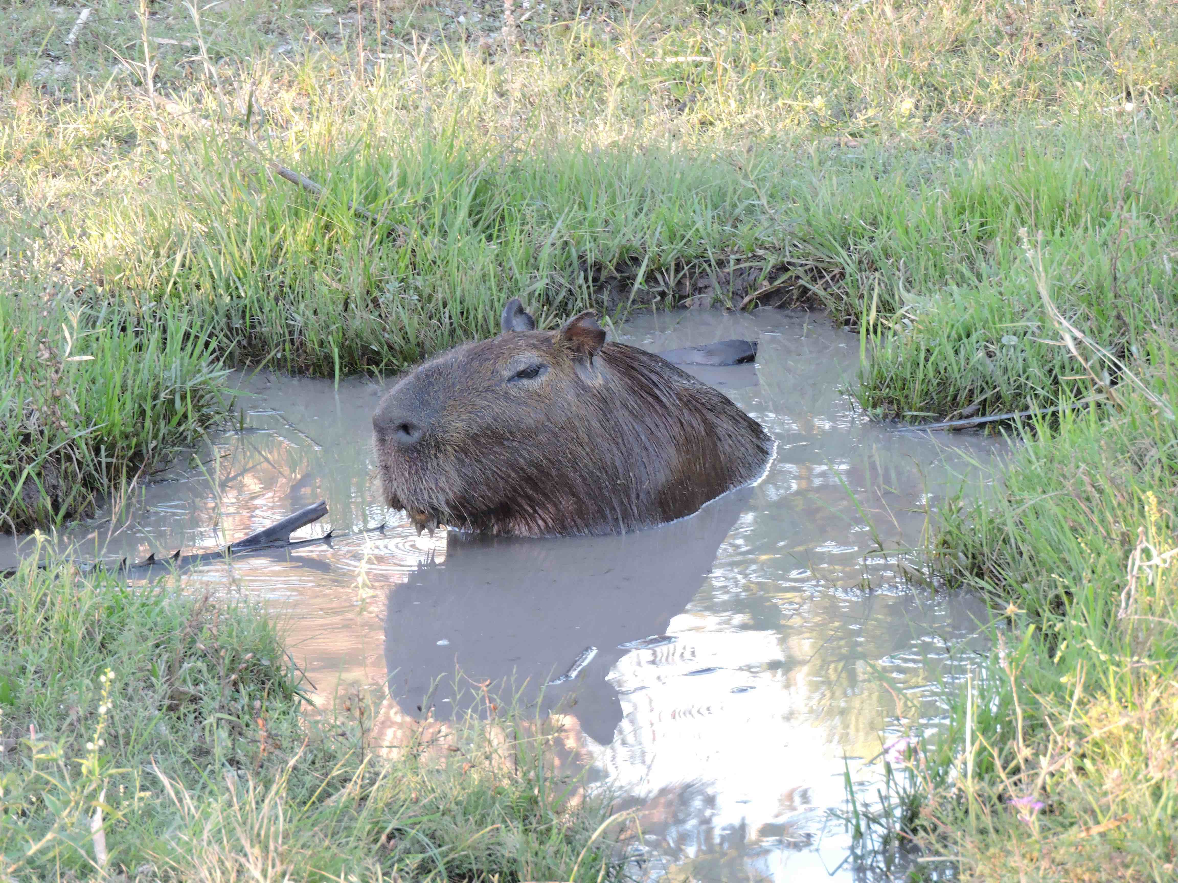 Capybara(wet)land | A Bushsnob out of Africa