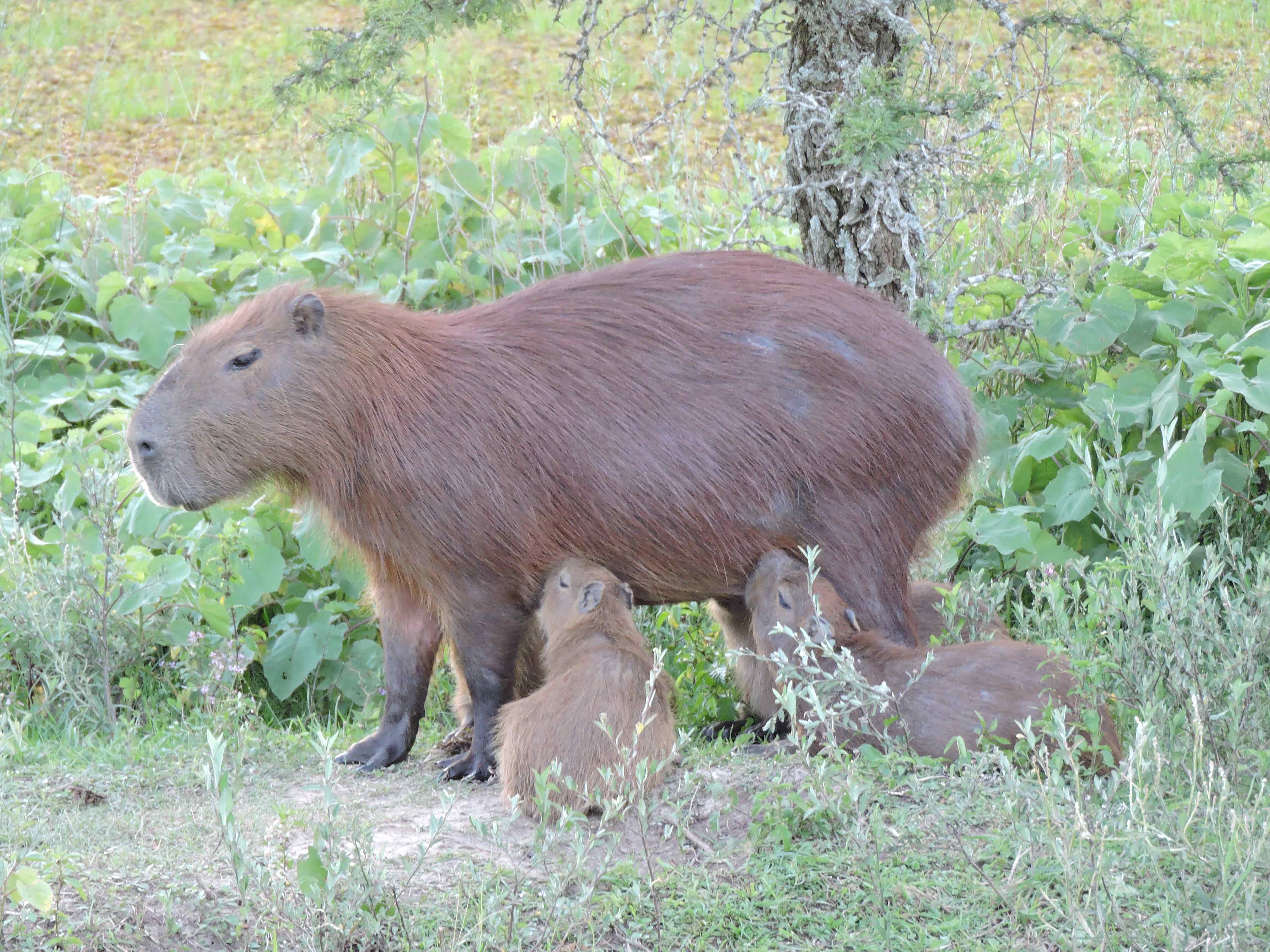 Capybara(wet)land | A Bushsnob out of Africa