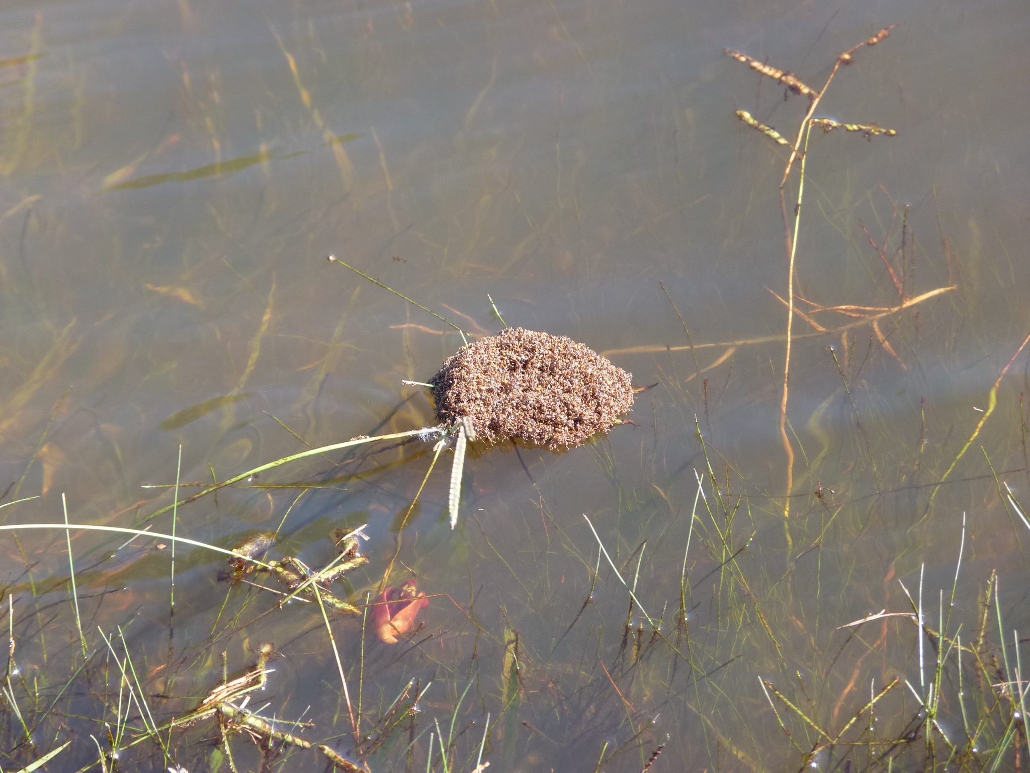 Ant rafts | A Bushsnob out of Africa