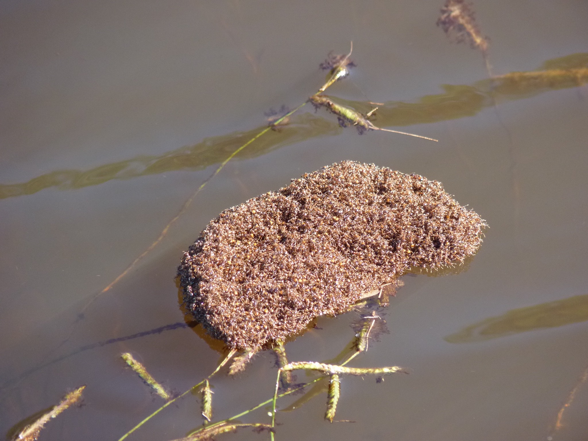 Ant rafts | A Bushsnob out of Africa
