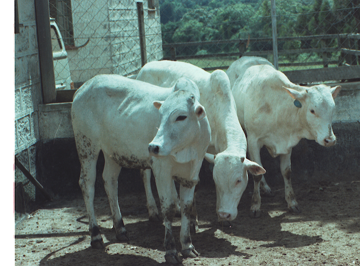 Cattle feed on wheels | A Bushsnob out of Africa