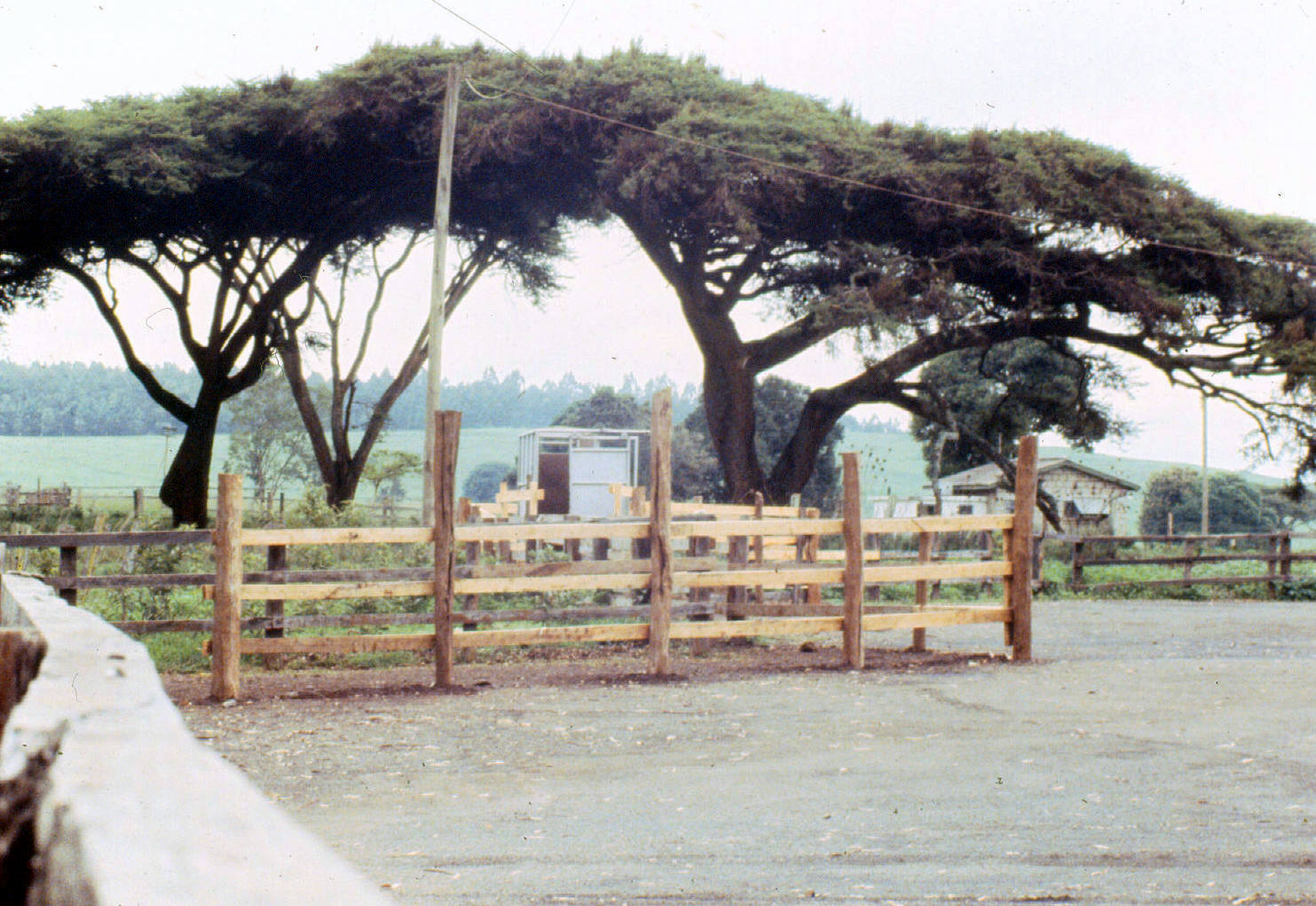 Cattle feed on wheels | A Bushsnob out of Africa