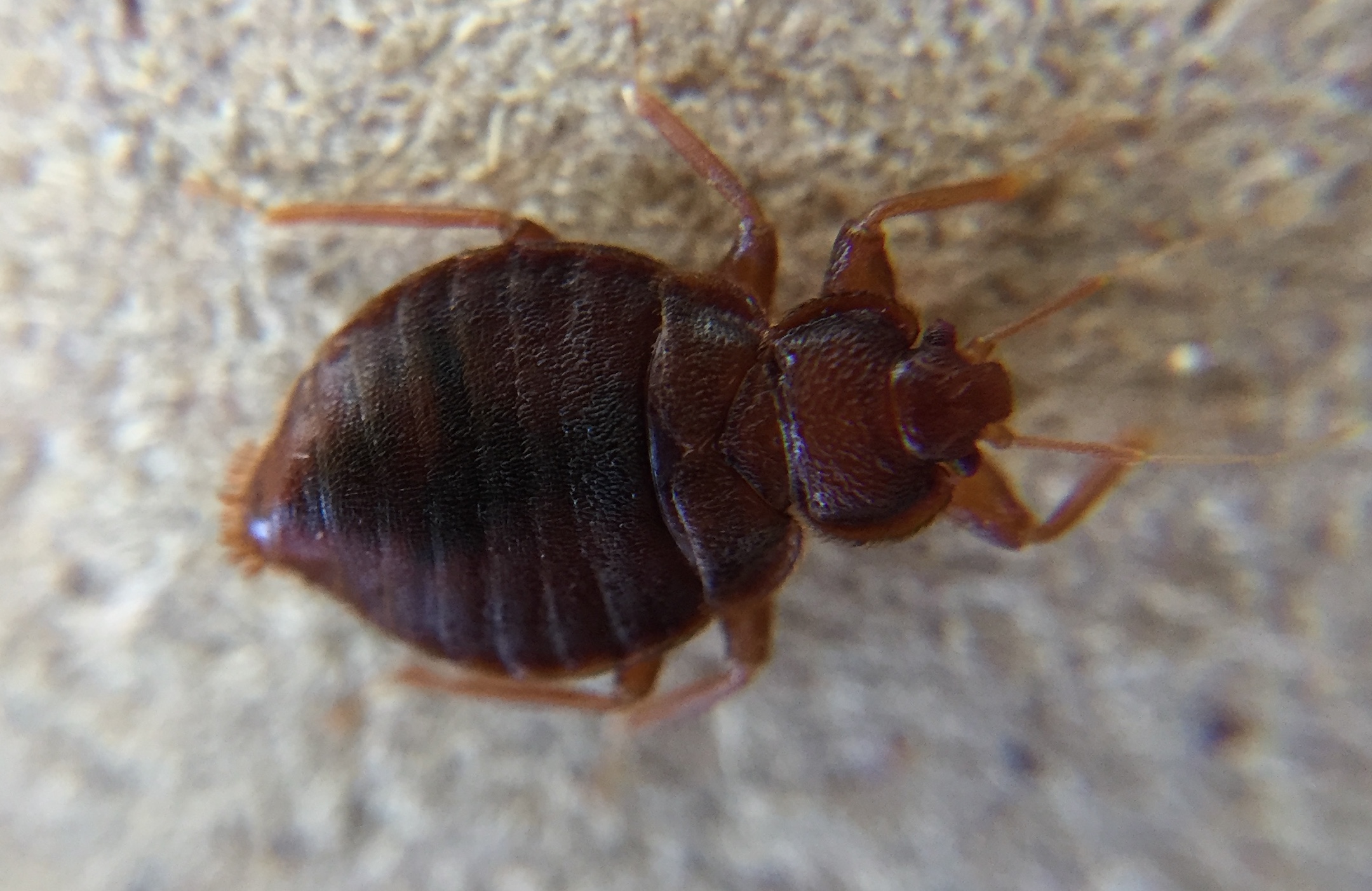 Homely bats | A Bushsnob out of Africa