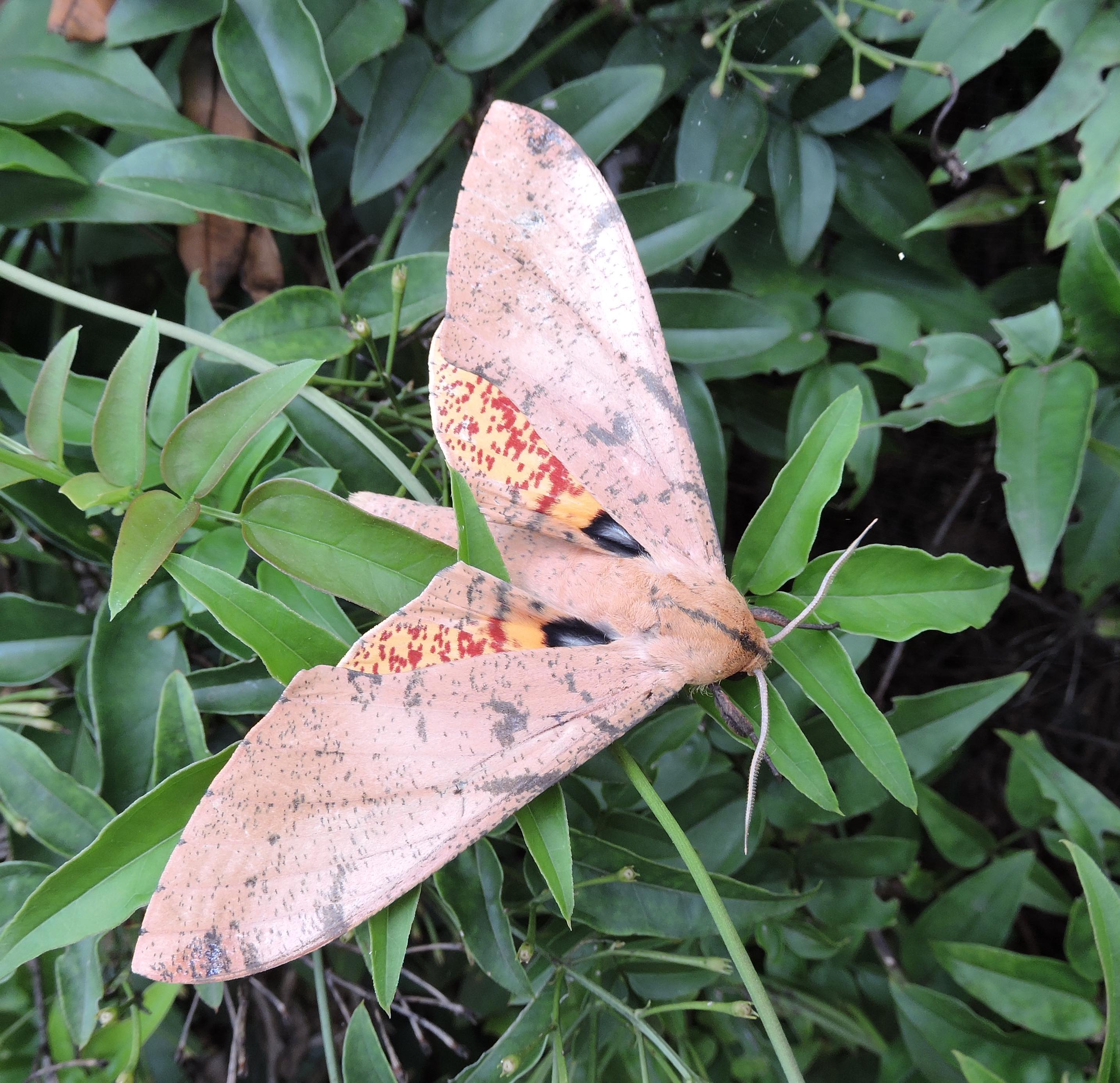 Spot the beast 34 (ID) | A Bushsnob out of Africa