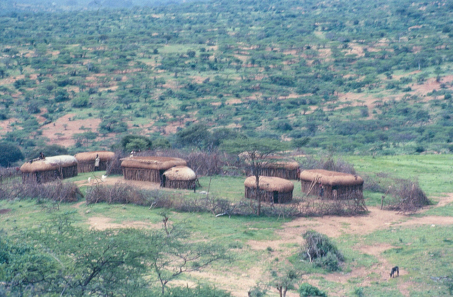 Ostrich eggs | A Bushsnob out of Africa