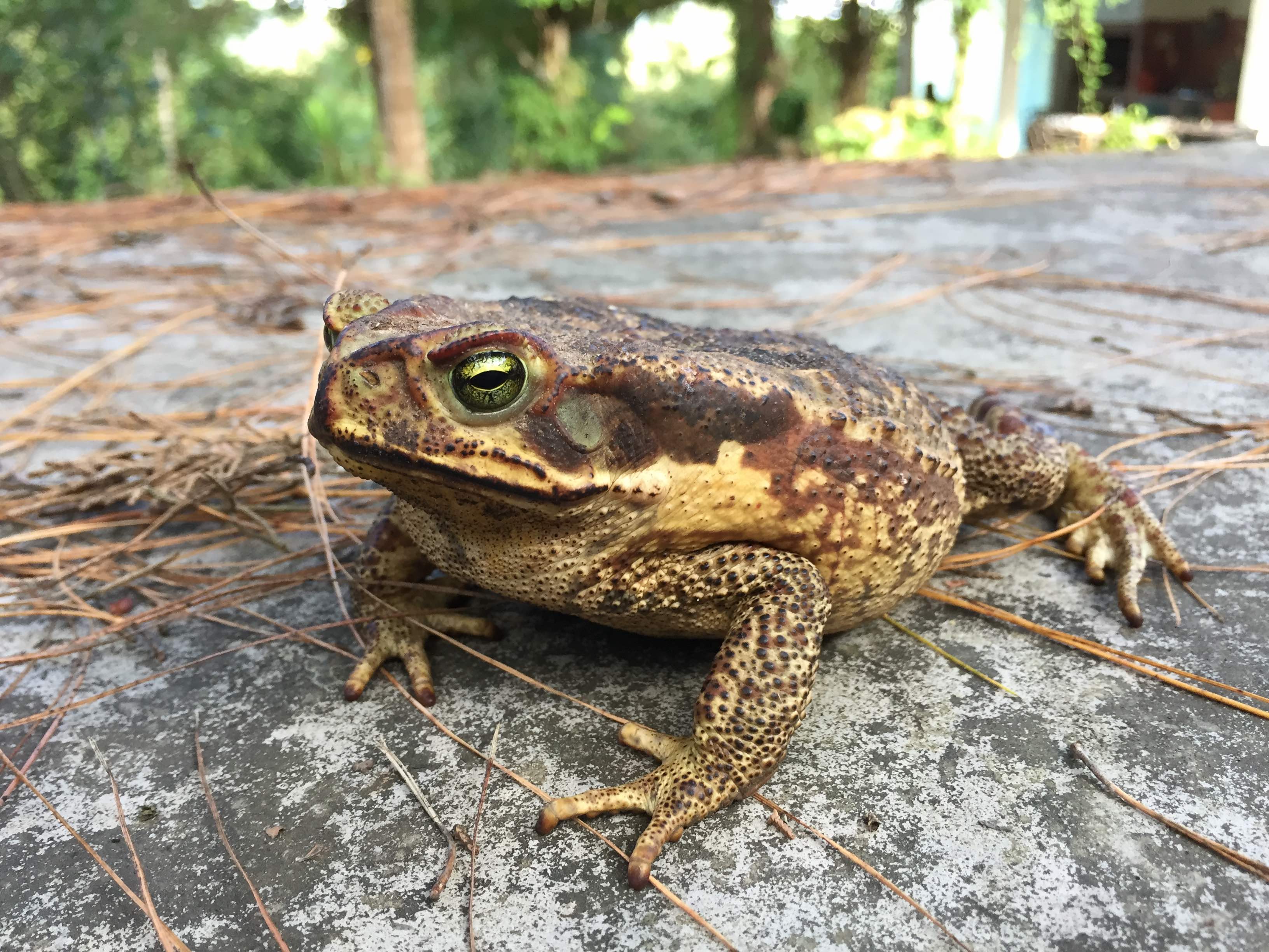 Rococo | A Bushsnob out of Africa