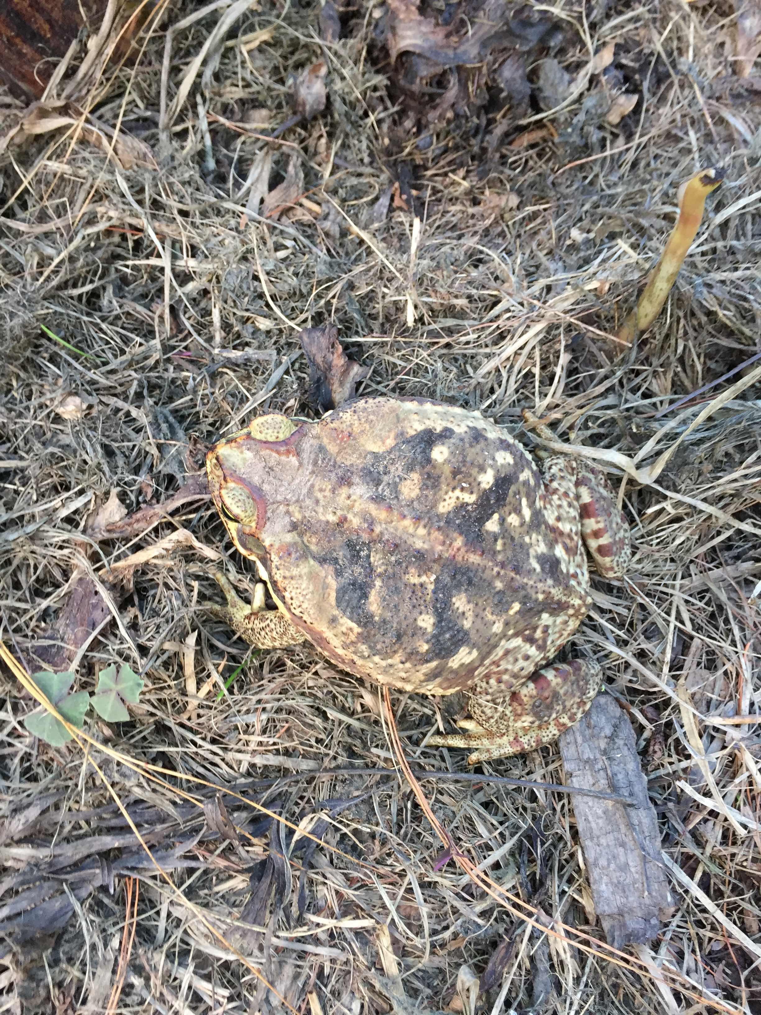 Rococo | A Bushsnob out of Africa