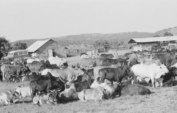 Intona fun | A Bushsnob out of Africa