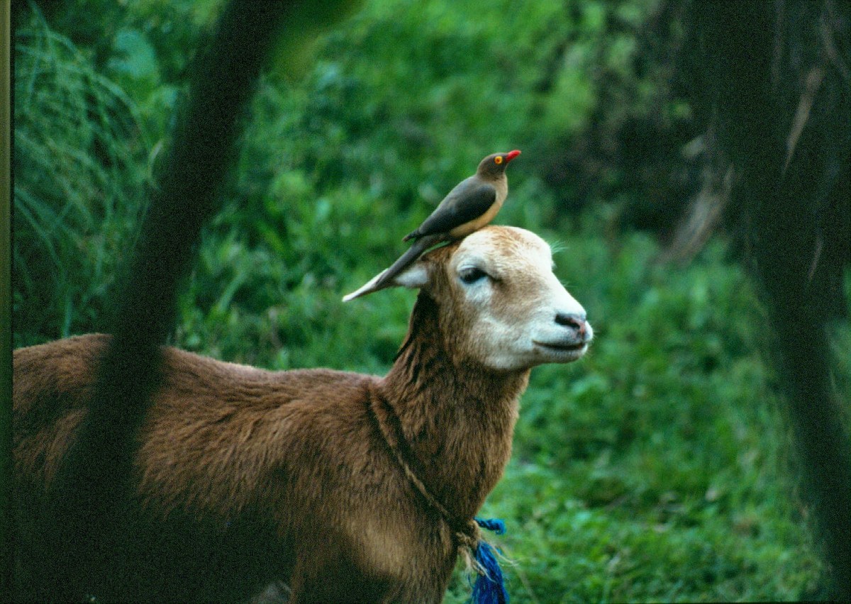 Bedele, first impressions | A Bushsnob in Africa