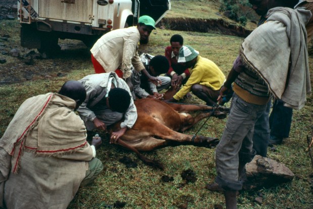 Tick hunting | A Bushsnob out of Africa