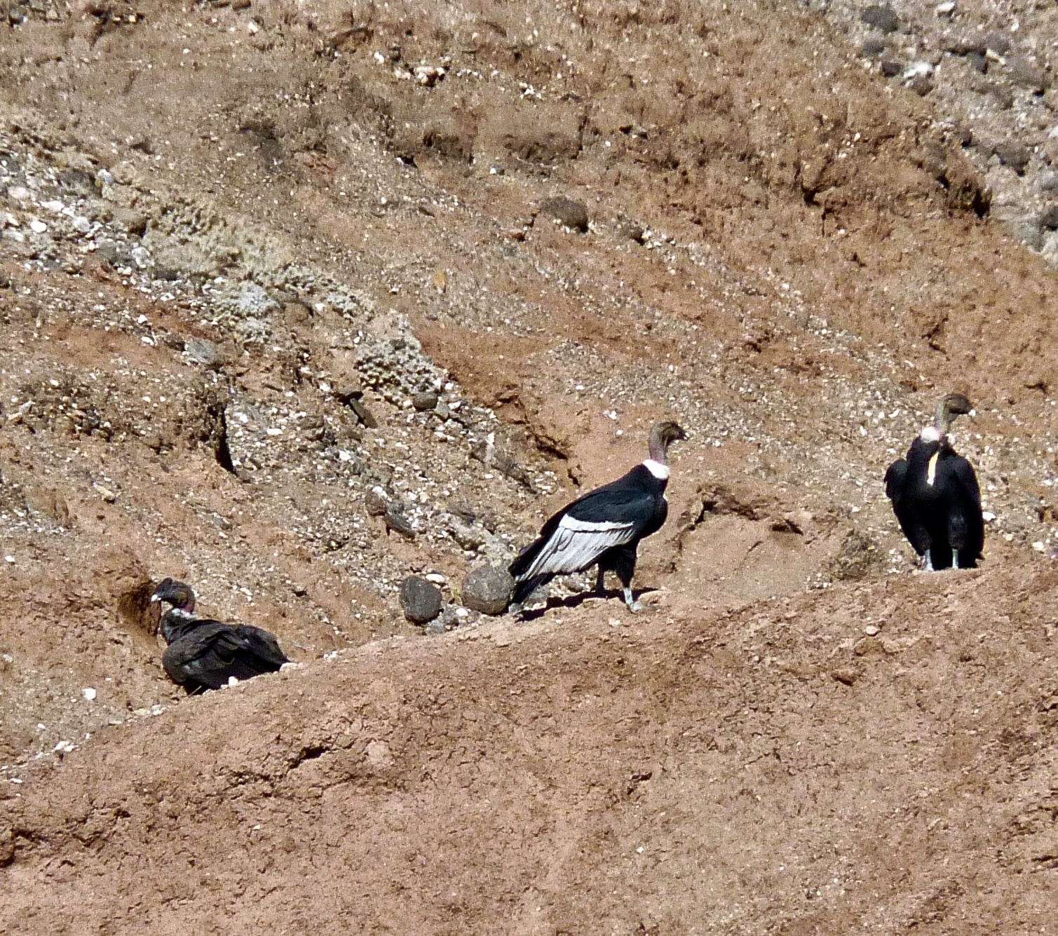 Condors! | A Bushsnob out of Africa