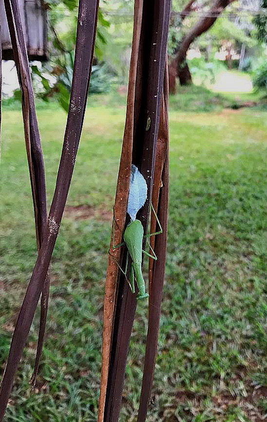 Mantis laying | A Bushsnob out of Africa