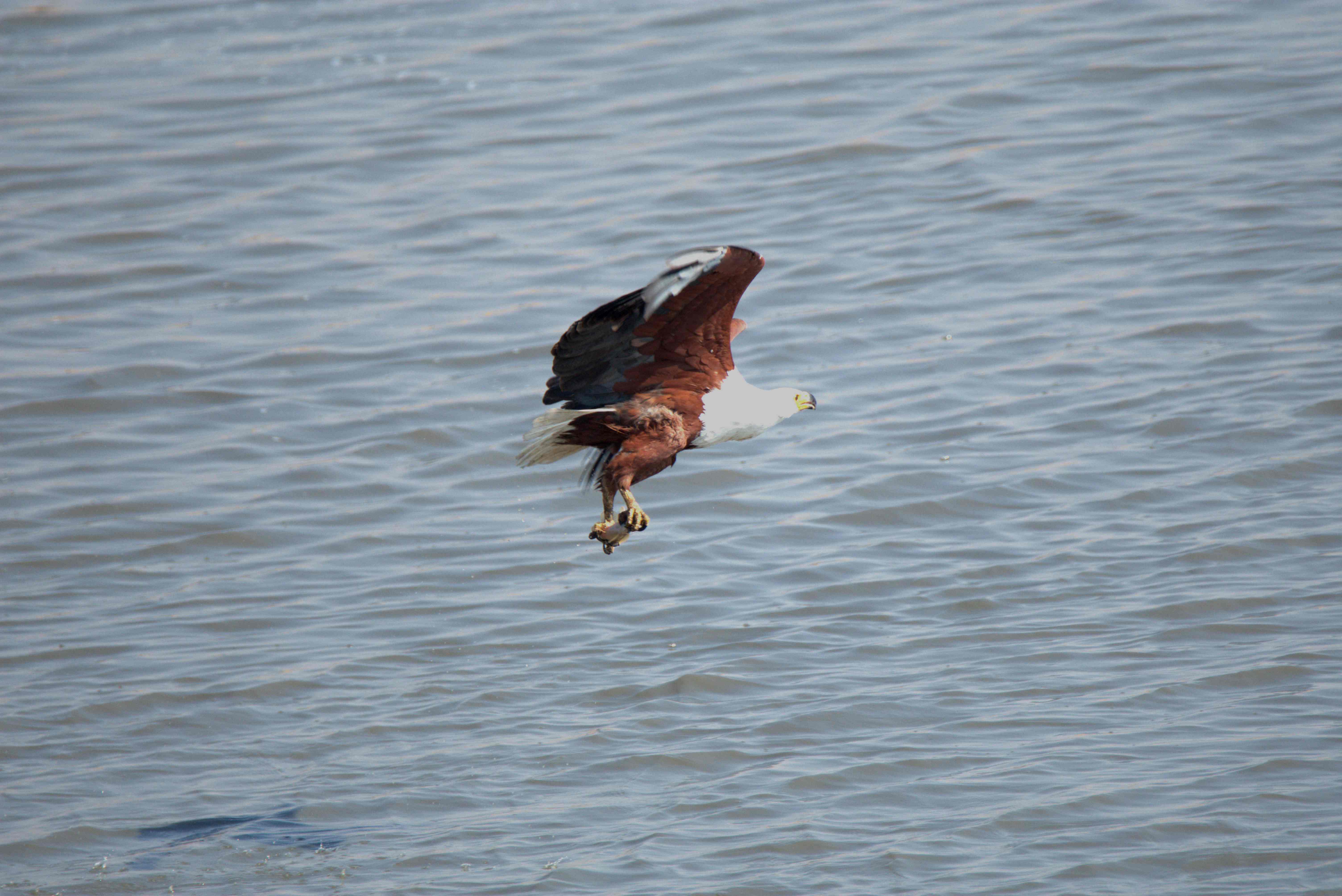 Fish eagle action | A Bushsnob out of Africa
